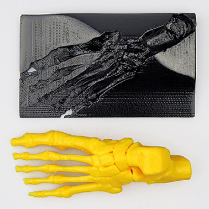 3D Printable Skeletal Foot by Annalize Butler