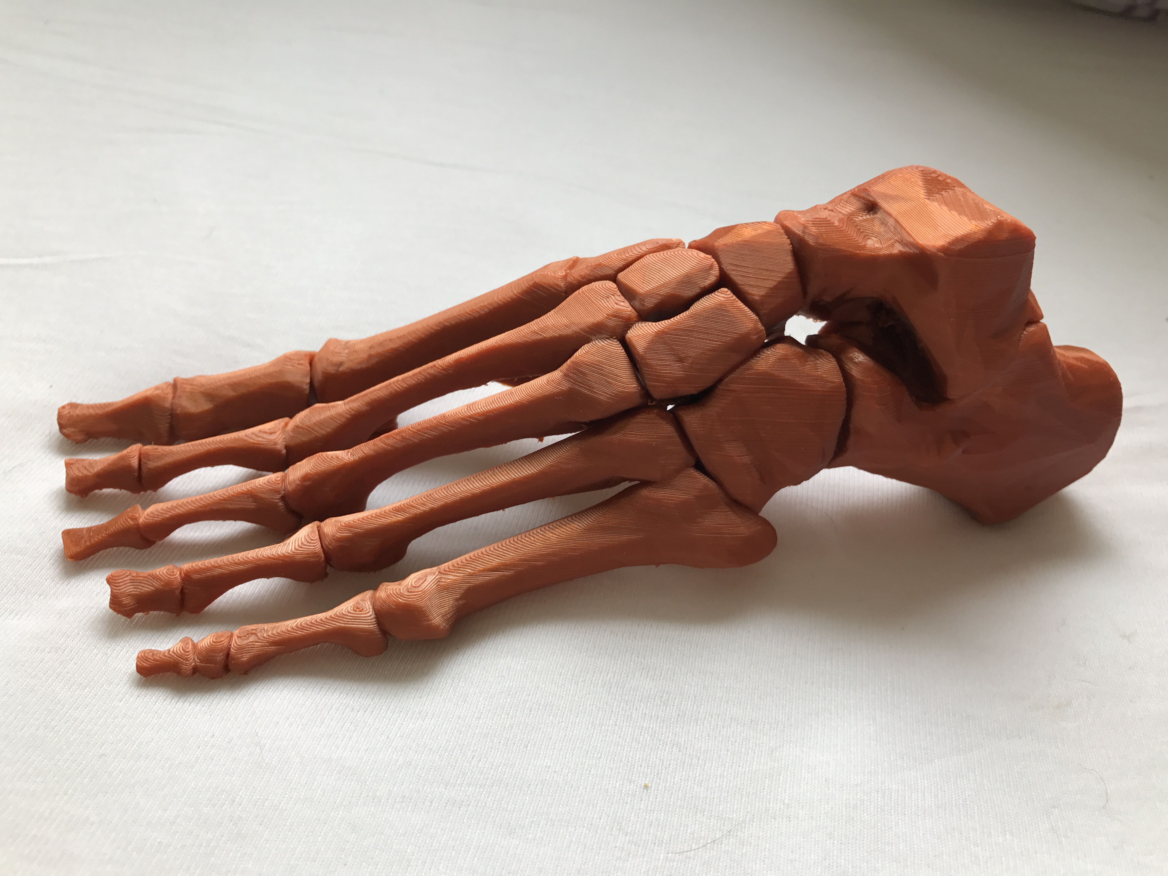 3D Printable Skeletal Foot by Annalize Butler