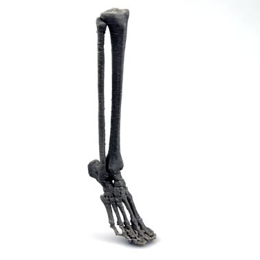 3D Printable Skeleton Leg by Annalize Butler