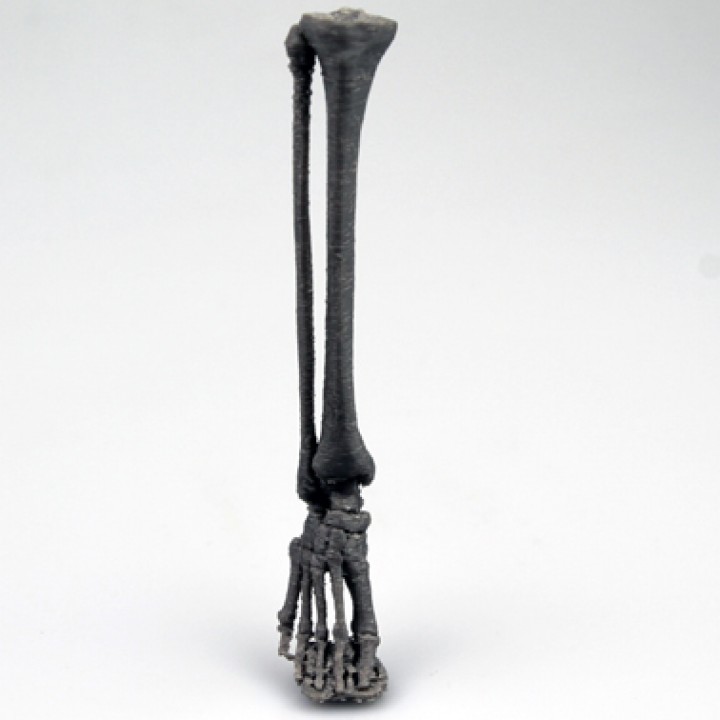 3D Printable Skeleton Leg by Annalize Butler