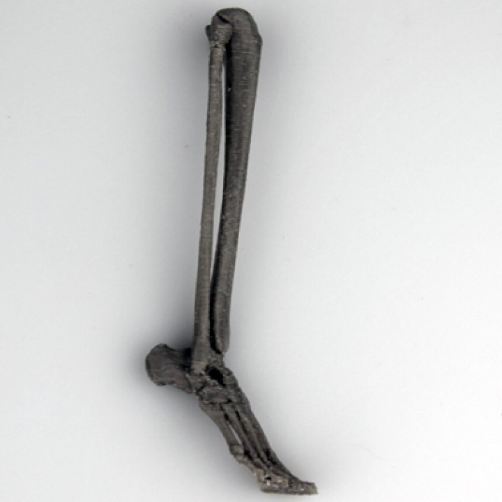 3D Printable Skeleton Leg by Annalize Butler
