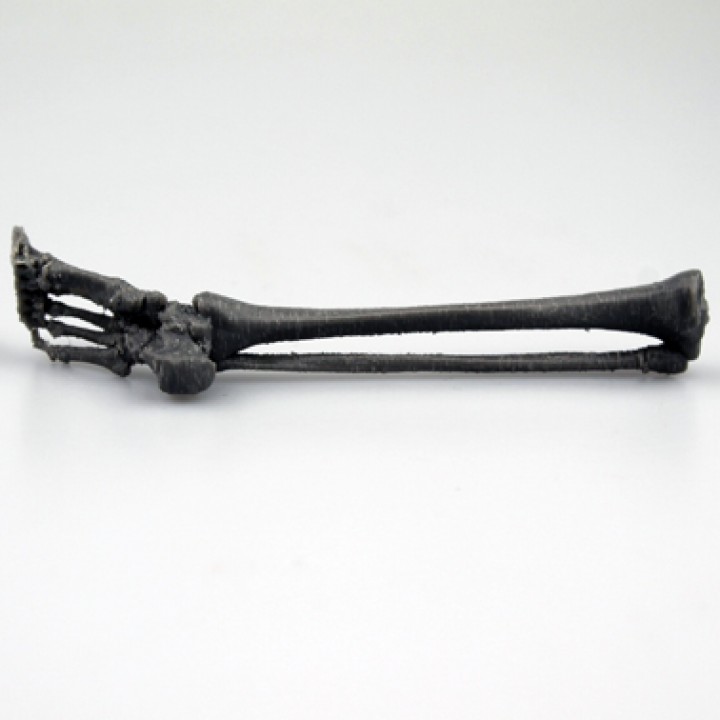 3D Printable Skeleton Leg by Annalize Butler