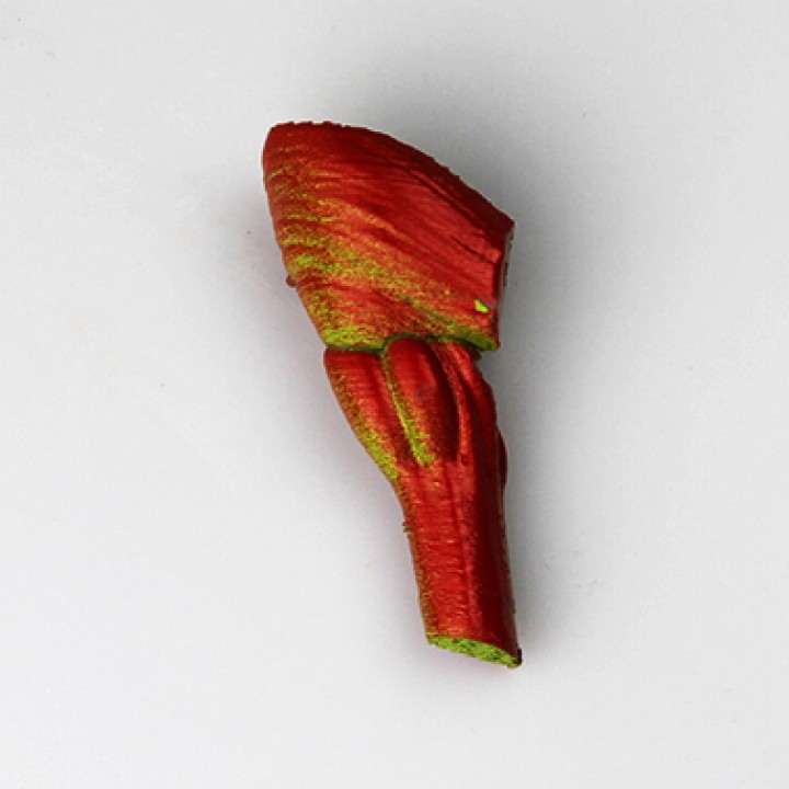 3D Printable Neurology : Pons by Annalize Butler