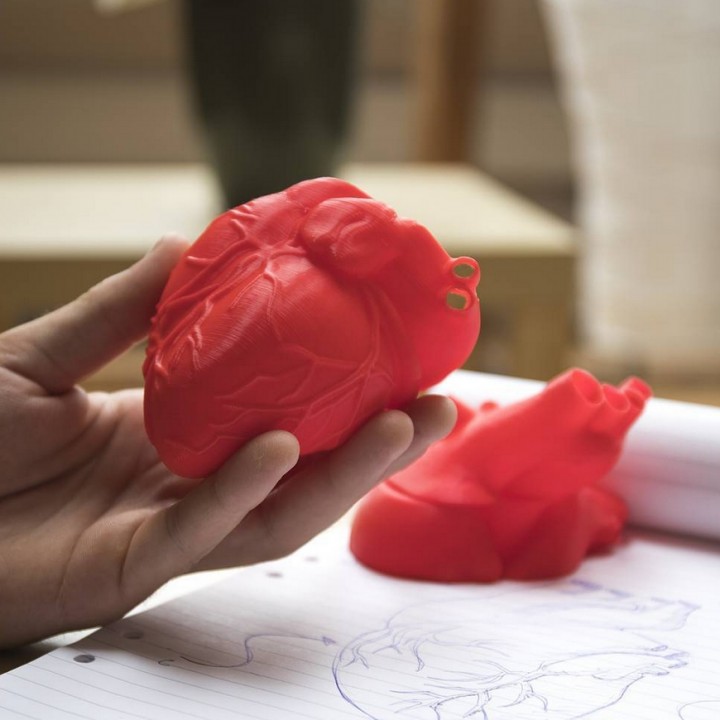 3D Print of Anatomical Heart by Panospace