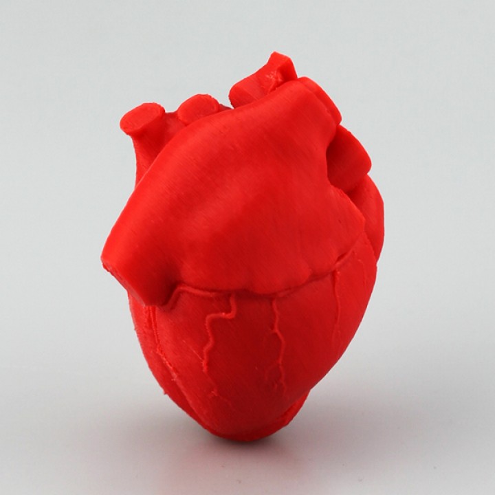 3D Printable Anatomical Heart by Drew Morgan
