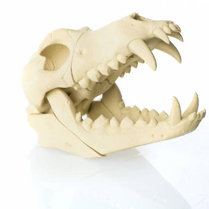 3D Printable Timber Wolf Skull w/ Jaw Bone - via 3DKitbash by 3DKitbash