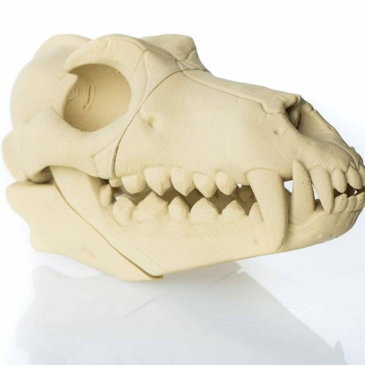 3D Printable Timber Wolf Skull w/ Jaw Bone - via 3DKitbash by 3DKitbash