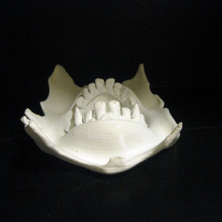 3D Printable Teeth Fruit Bowl by Peter Lemmens