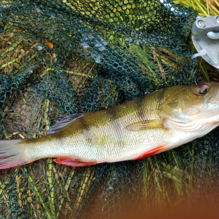 3D Printable Disgorger by lewis