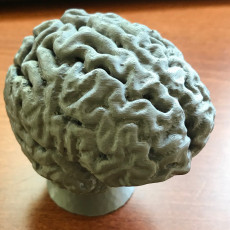 3D Printable Human Brain by Vaclav Krmela