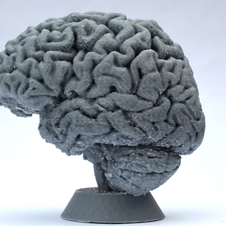 3D Printable Human Brain by Vaclav Krmela