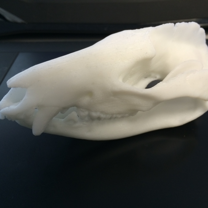 3D Printable Skull of a virginia opossum by Steven Pfaff