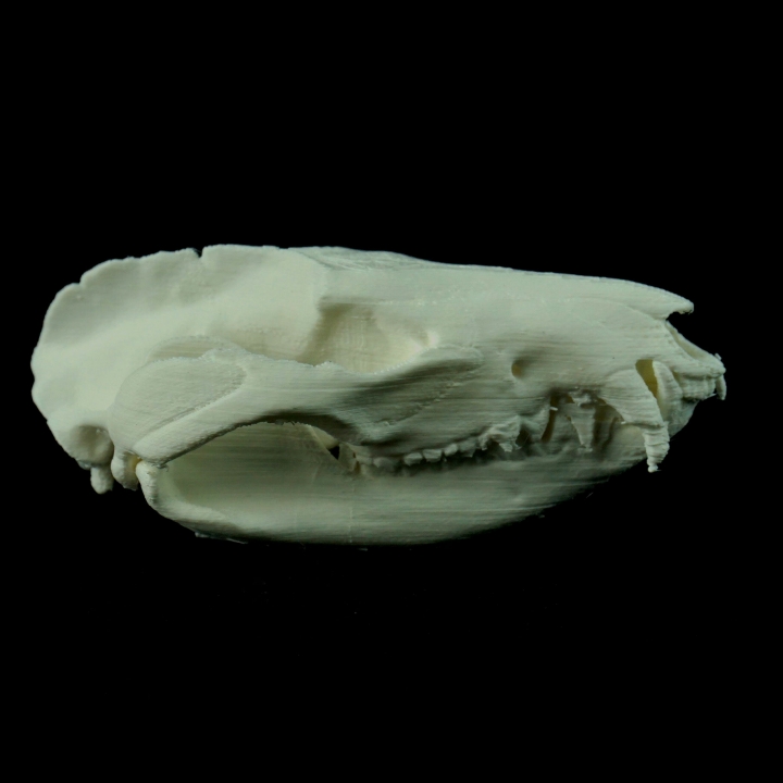 3D Printable Skull of a virginia opossum by Steven Pfaff