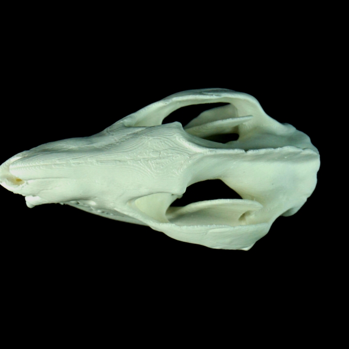 3D Printable Skull of a virginia opossum by Steven Pfaff