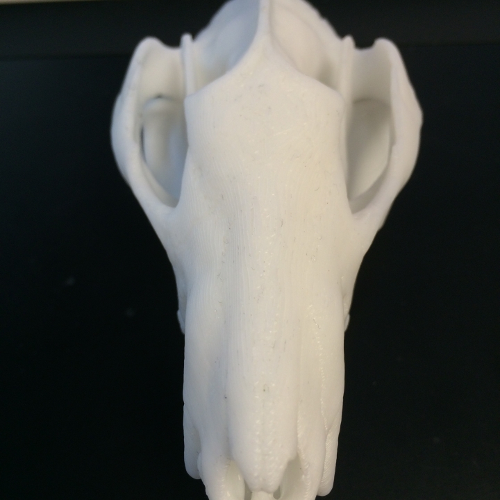 3D Printable Skull of a virginia opossum by Steven Pfaff