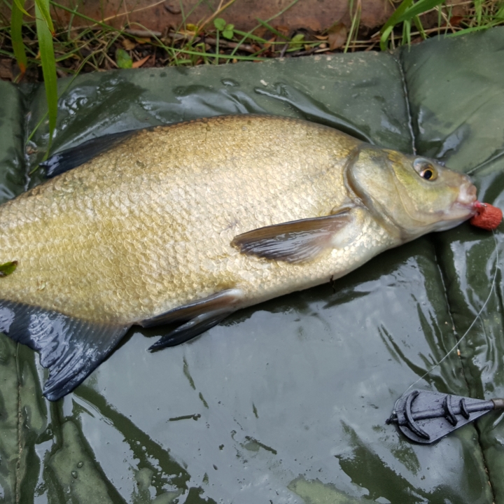3D Printable INLINE METHOD FEEDER FISHING by lewis