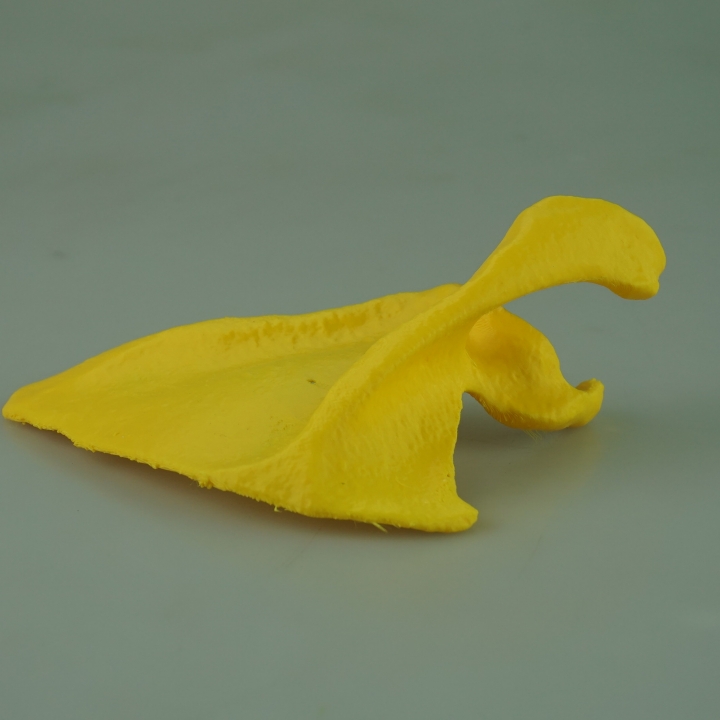 3D Printable Shoulder - Scapula by Bruno Gobbato