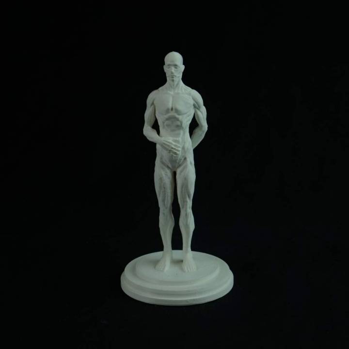 3D Printable Human Muscle Reference by Tom Latka