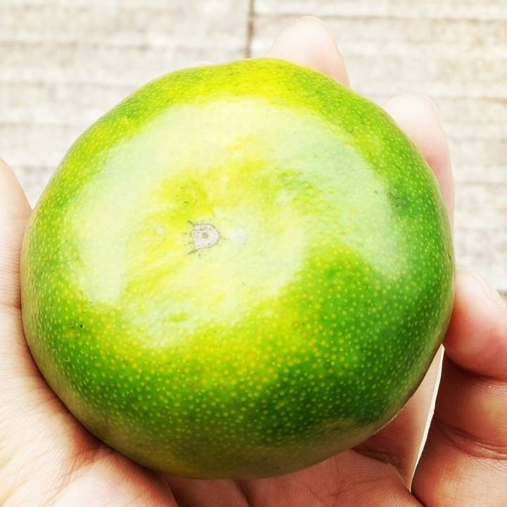 3D Printable morning by Mr.fox