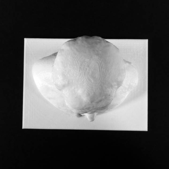 3D Printable Bust of Marcu Giurgiu Crisan in Deva, Romania by Scan The ...