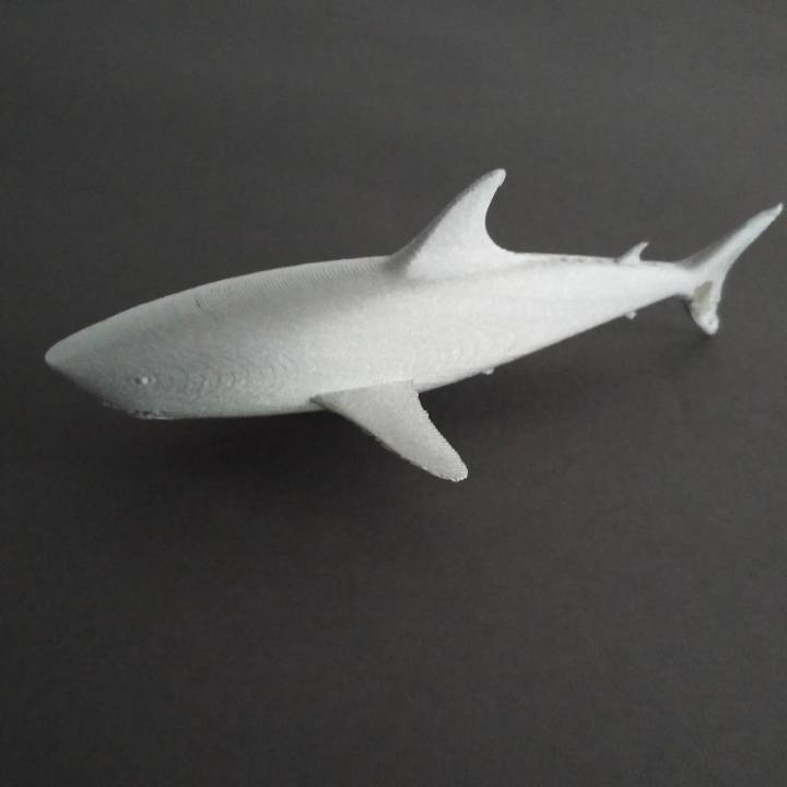 3D Printable Shark by MBot Printer