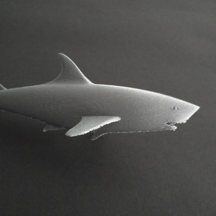 3D Printable Shark by MBot Printer