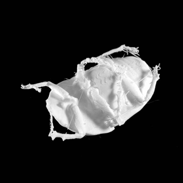 3D Printable Bug by Scan The World