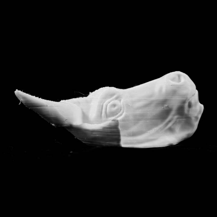3D Printable Cow Head at The Islington Museum, London by Scan The World