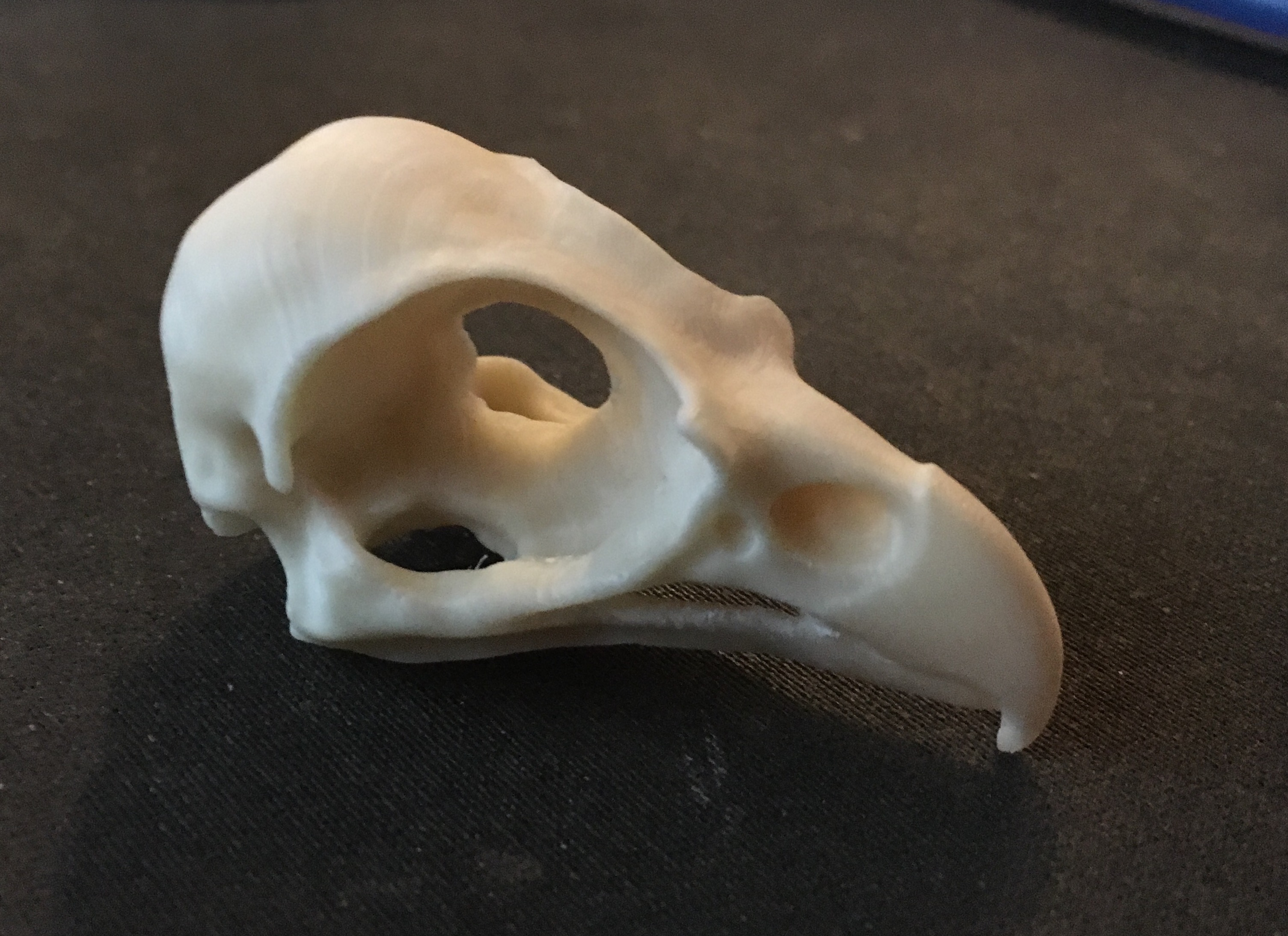3D Printable Eagle (Osprey) Skull by Frederico David Sena