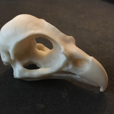 3D Printable Eagle (Osprey) Skull by Frederico David Sena