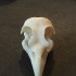 3D Print of Eagle (Osprey) Skull by SuperNES