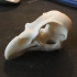 3D Print of Eagle (Osprey) Skull by SuperNES
