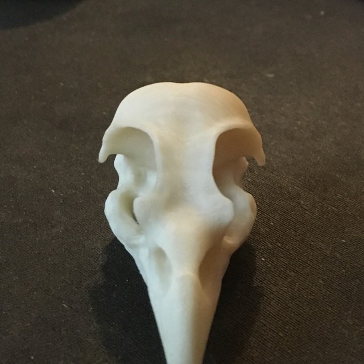 3D Print of Eagle (Osprey) Skull by SuperNES