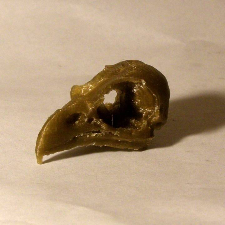 3D Printable Eagle (Osprey) Skull by Frederico David Sena