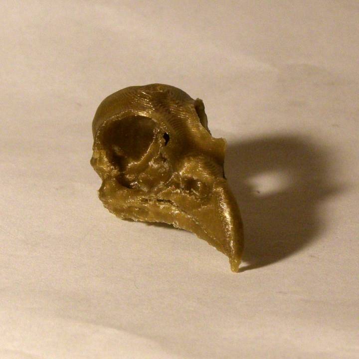 3D Printable Eagle (Osprey) Skull by Frederico David Sena