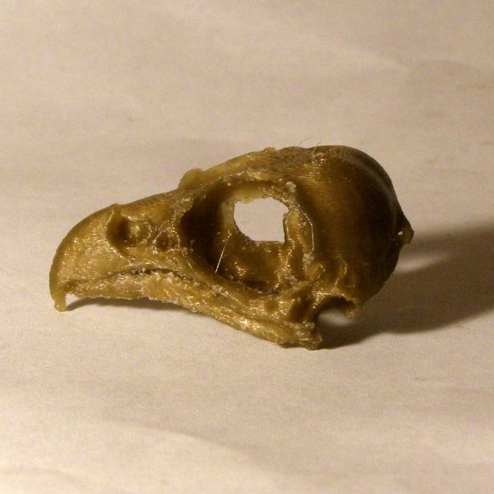 3D Printable Eagle (Osprey) Skull by Frederico David Sena