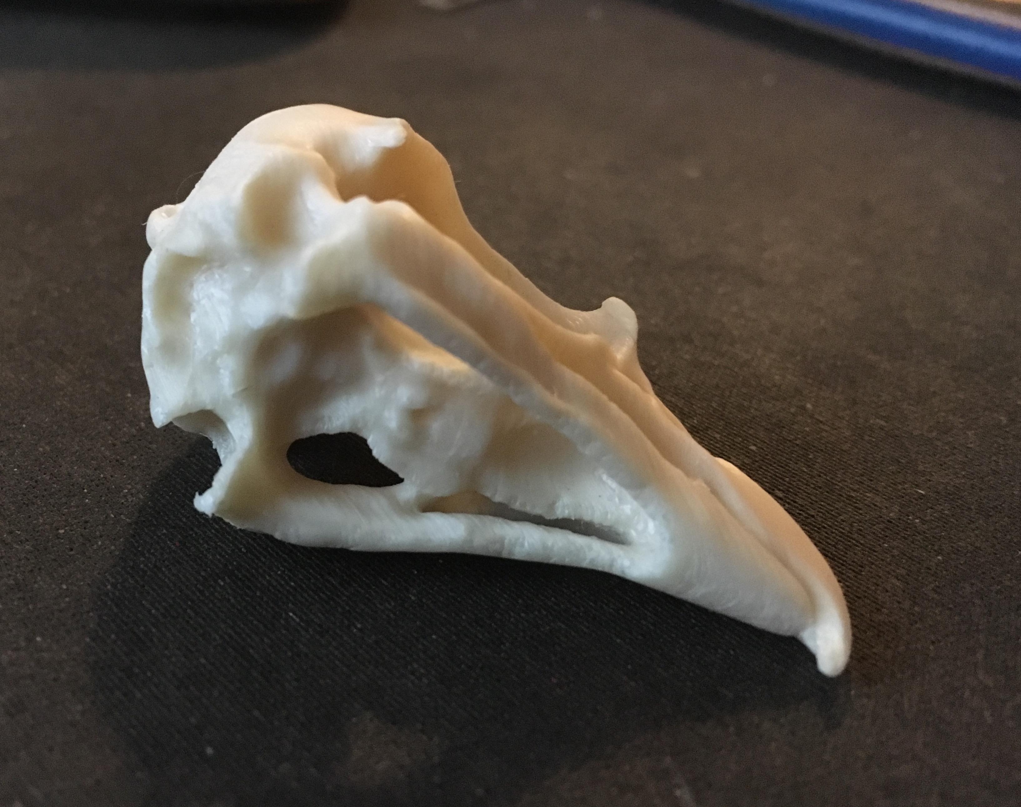 3D Printable Eagle (Osprey) Skull by Frederico David Sena