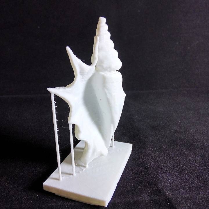 3D Printable Marble 'Spider-Conch' Shells 1 by Scan The World