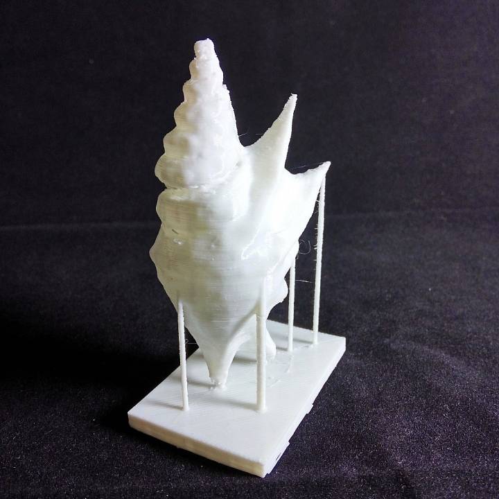 3D Printable Marble 'Spider-Conch' Shells 1 by Scan The World