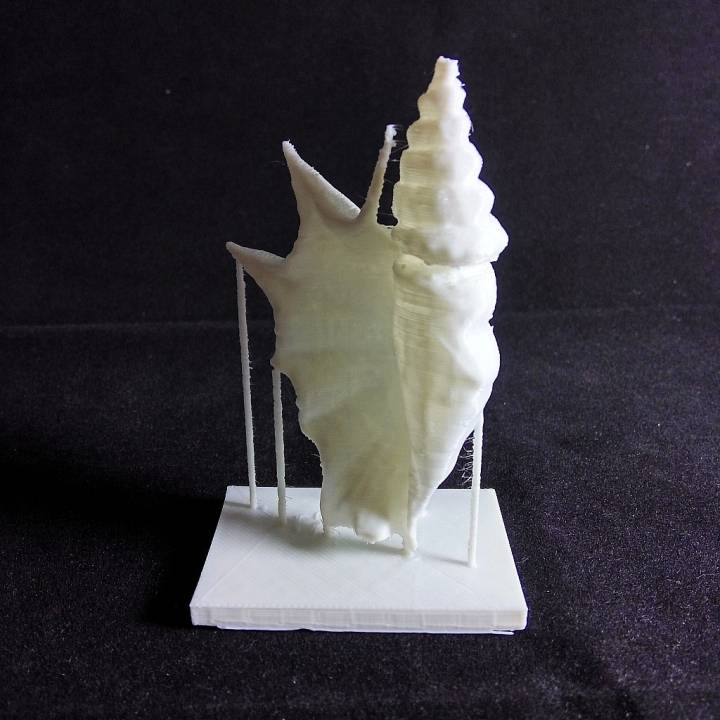 3D Printable Marble 'Spider-Conch' Shells 1 by Scan The World