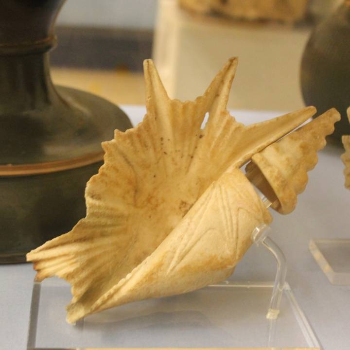 3D Printable Marble 'Spider-Conch' Shells 2 by Scan The World