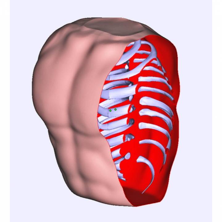 3D Printable Anatomical Model_Torax by William D'Ambrosio