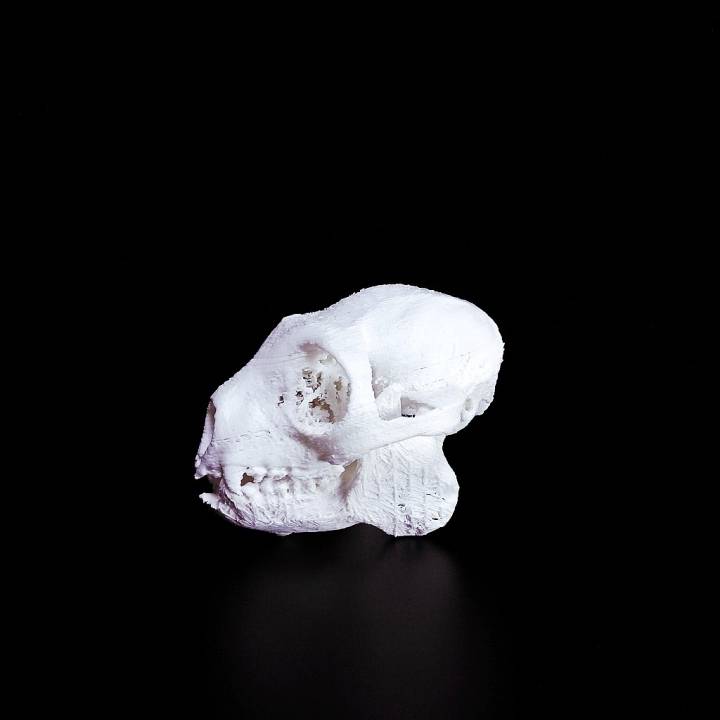 3D Printable Indri Lemur Skull by Scan The World