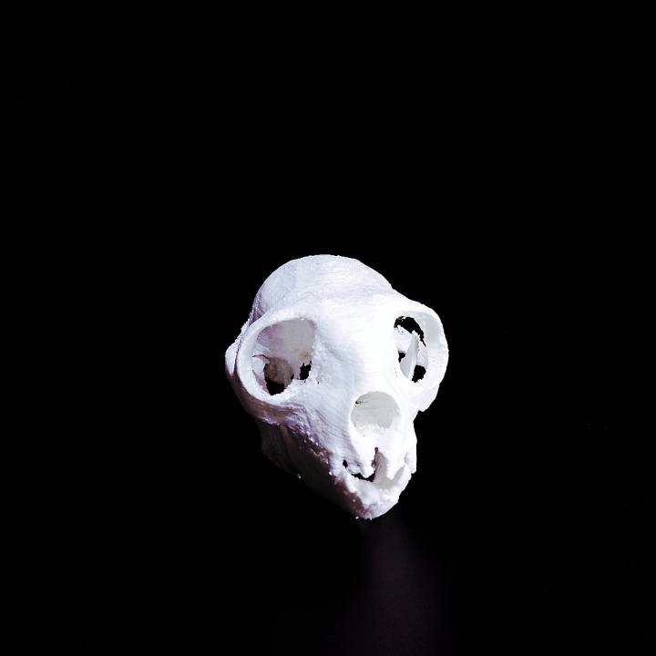 3D Printable Indri Lemur Skull by Scan The World
