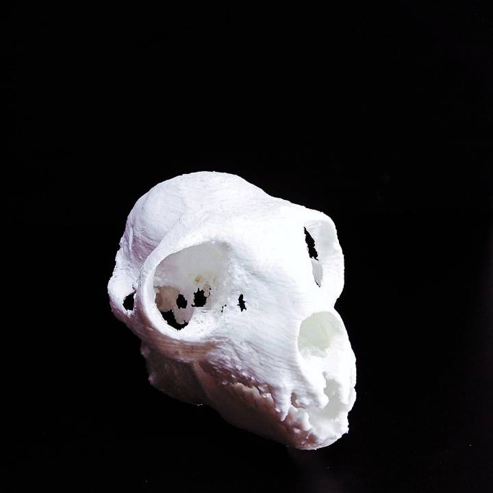 3D Printable Indri Lemur Skull by Scan The World
