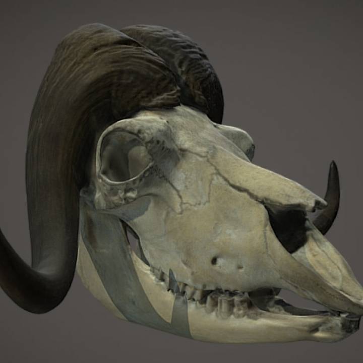 3D Printable Muskox Skull by Scan The World