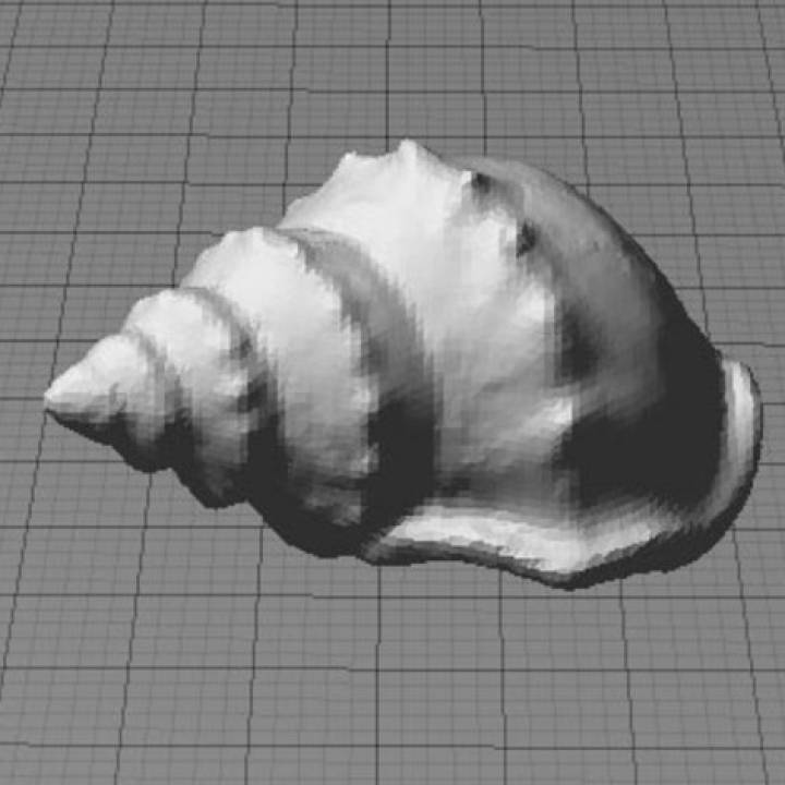 3D Printable Sea Shell (from Digitizer Scan) by Muzz64