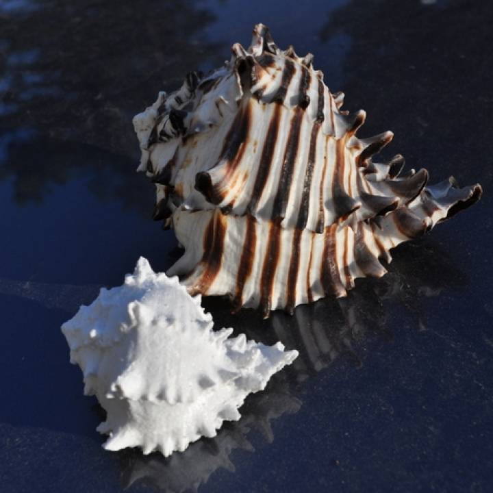 3D Printable Sea shell photogrammerty scan by Whitney Potter
