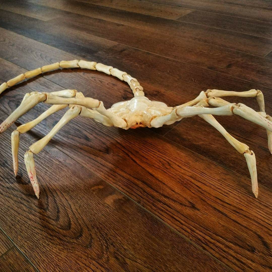3D Print of Agisis Ultimate Alien Face Hugger (40in x 23in - LIFE SIZE ...