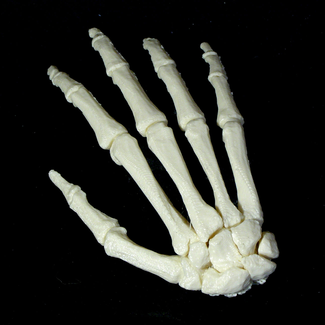 3D Printable Bone - Hand - Right by Dario Baldi